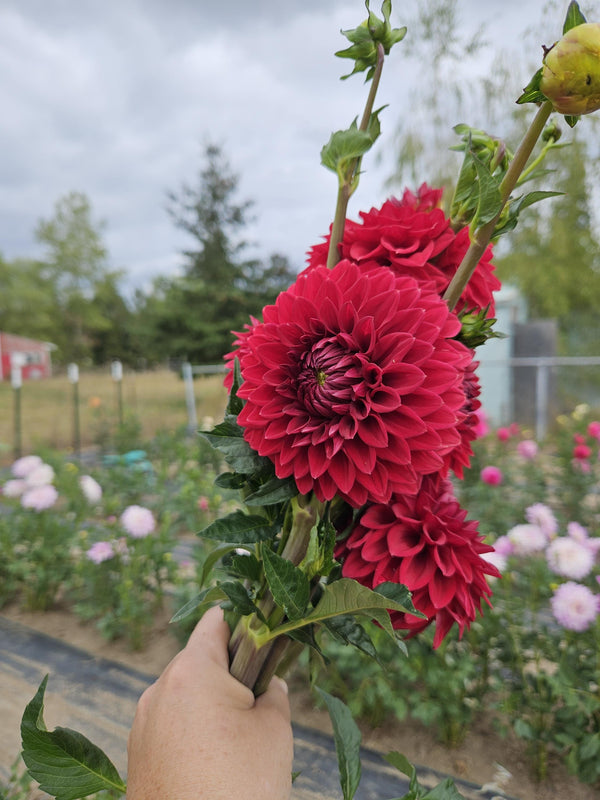 Sheval Megan – Navetta Farm and Floral
